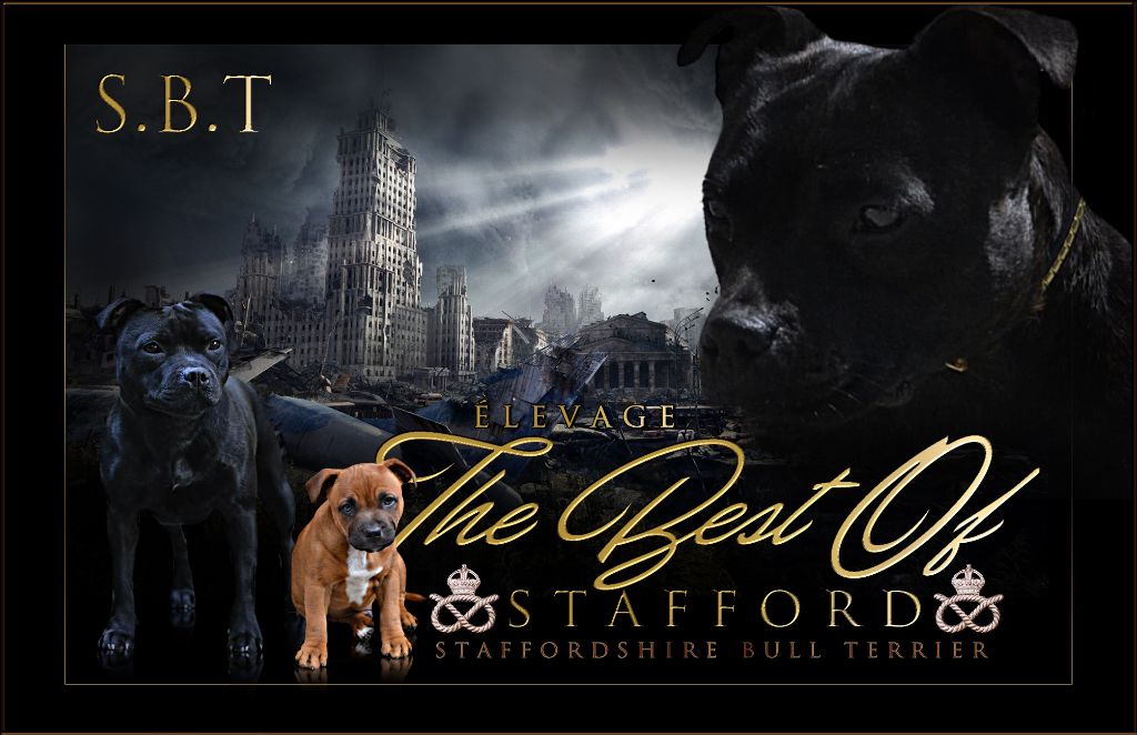 Accueil - Elevage The Best Of Stafford - eleveur de chiens ...
